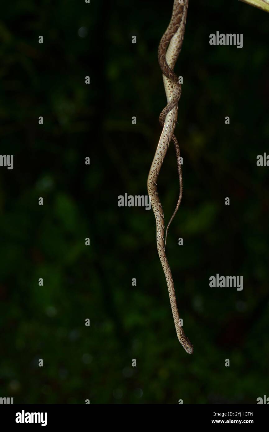 Common Cat Snake (Boiga trigonata Stock Photo - Alamy