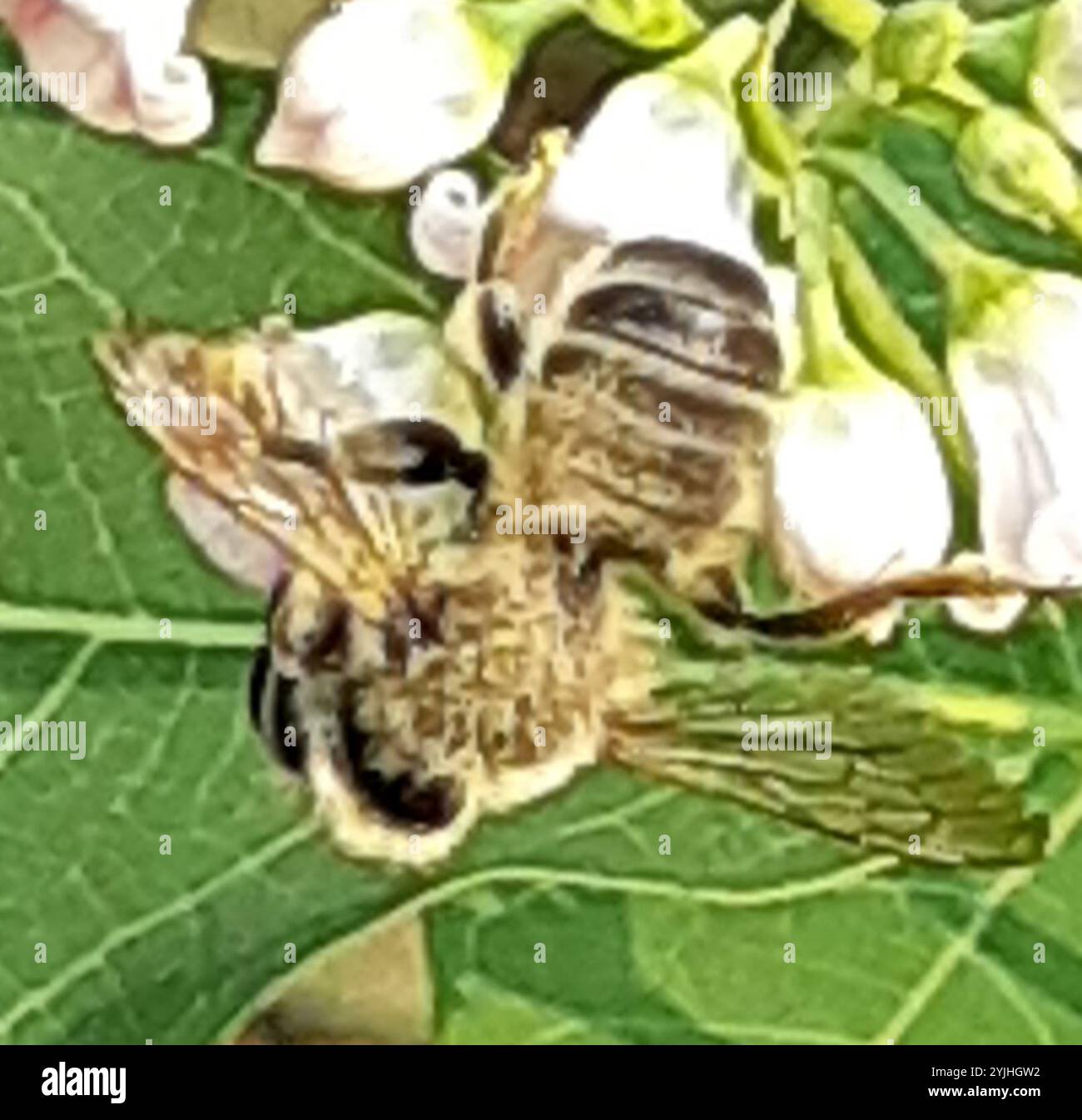 Western Leafcutter Bee (Megachile perihirta Stock Photo - Alamy
