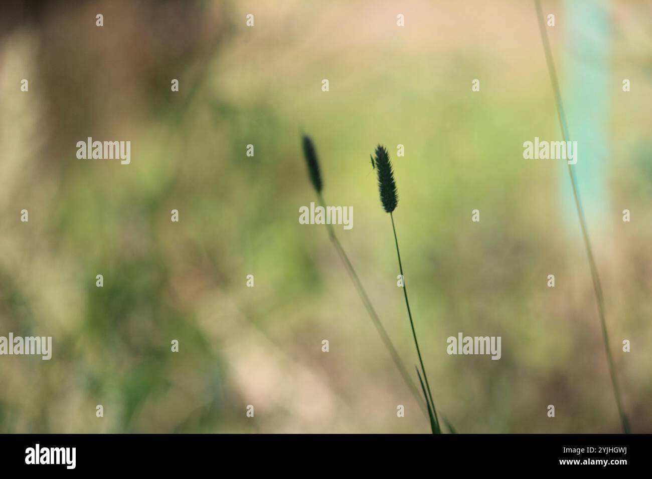 Phleum nodosum hi-res stock photography and images - Alamy
