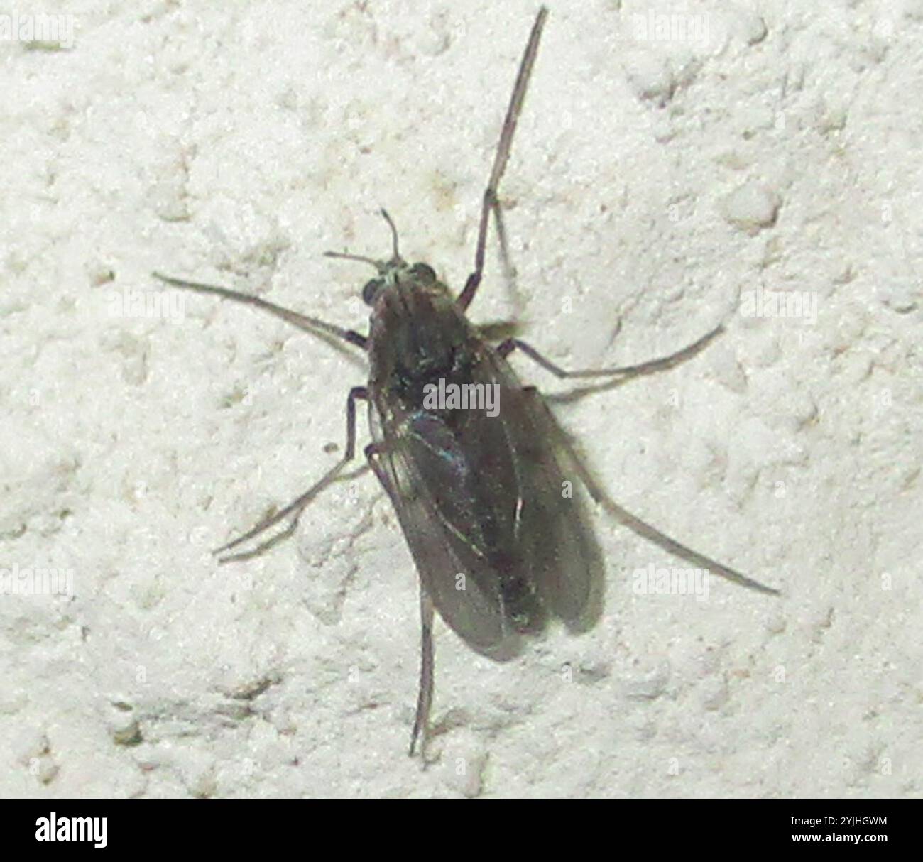 Non-biting Midges (Chironomidae Stock Photo - Alamy