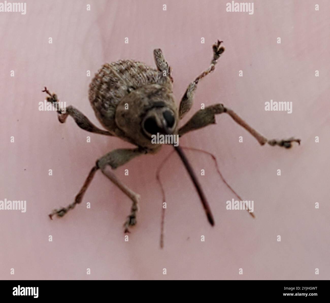 Nut and Acorn Weevils (Curculio Stock Photo - Alamy