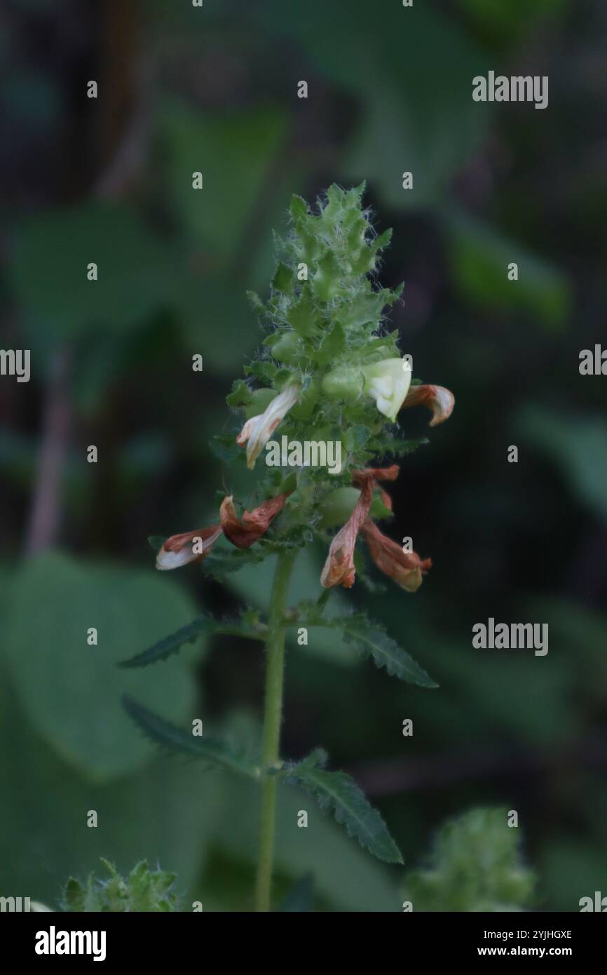 Pedicularis lanceolata hi-res stock photography and images - Alamy