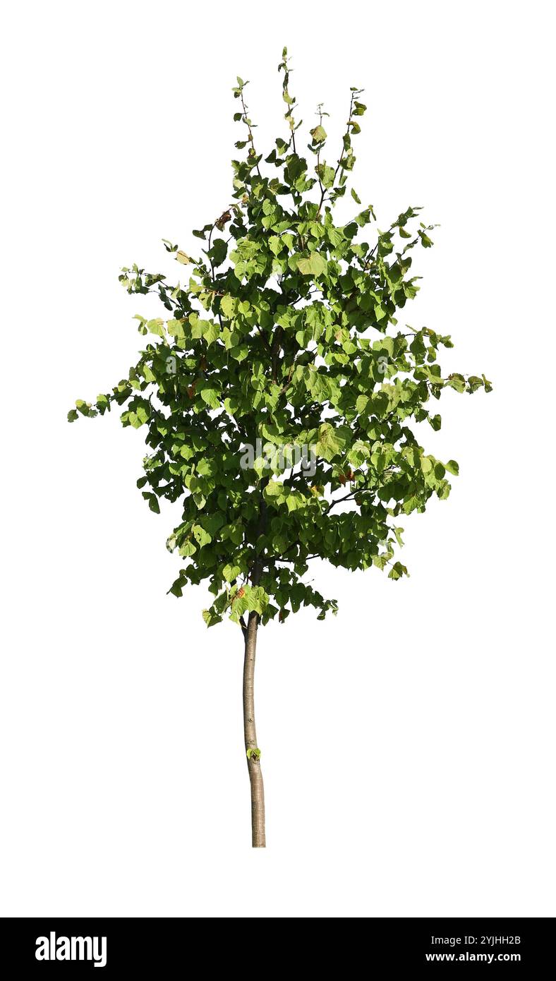 One tree with green leaves isolated on white Stock Photo - Alamy