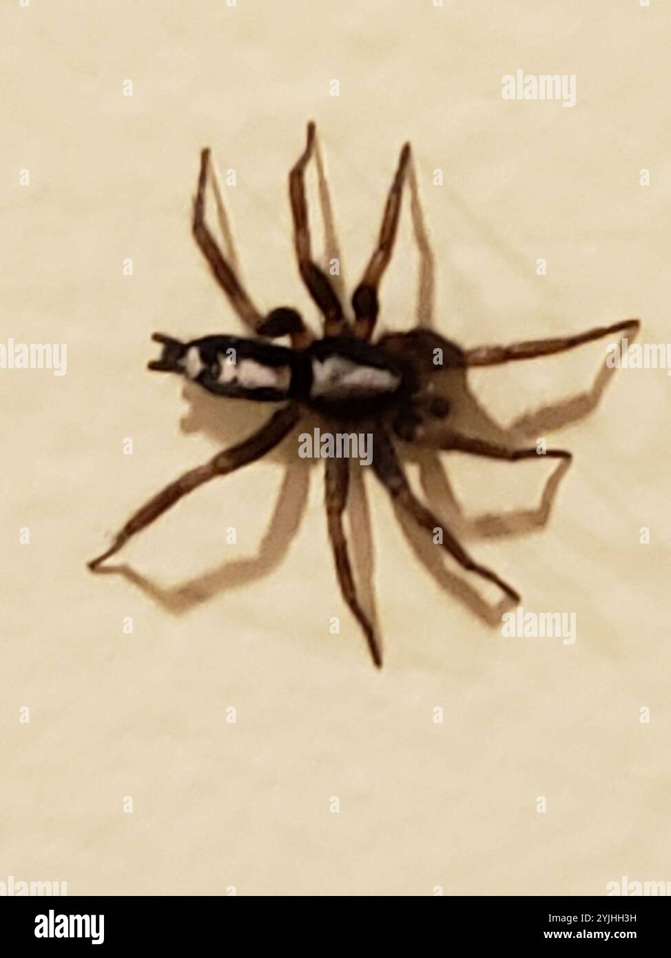 Eastern Parson Spider (Herpyllus ecclesiasticus Stock Photo - Alamy