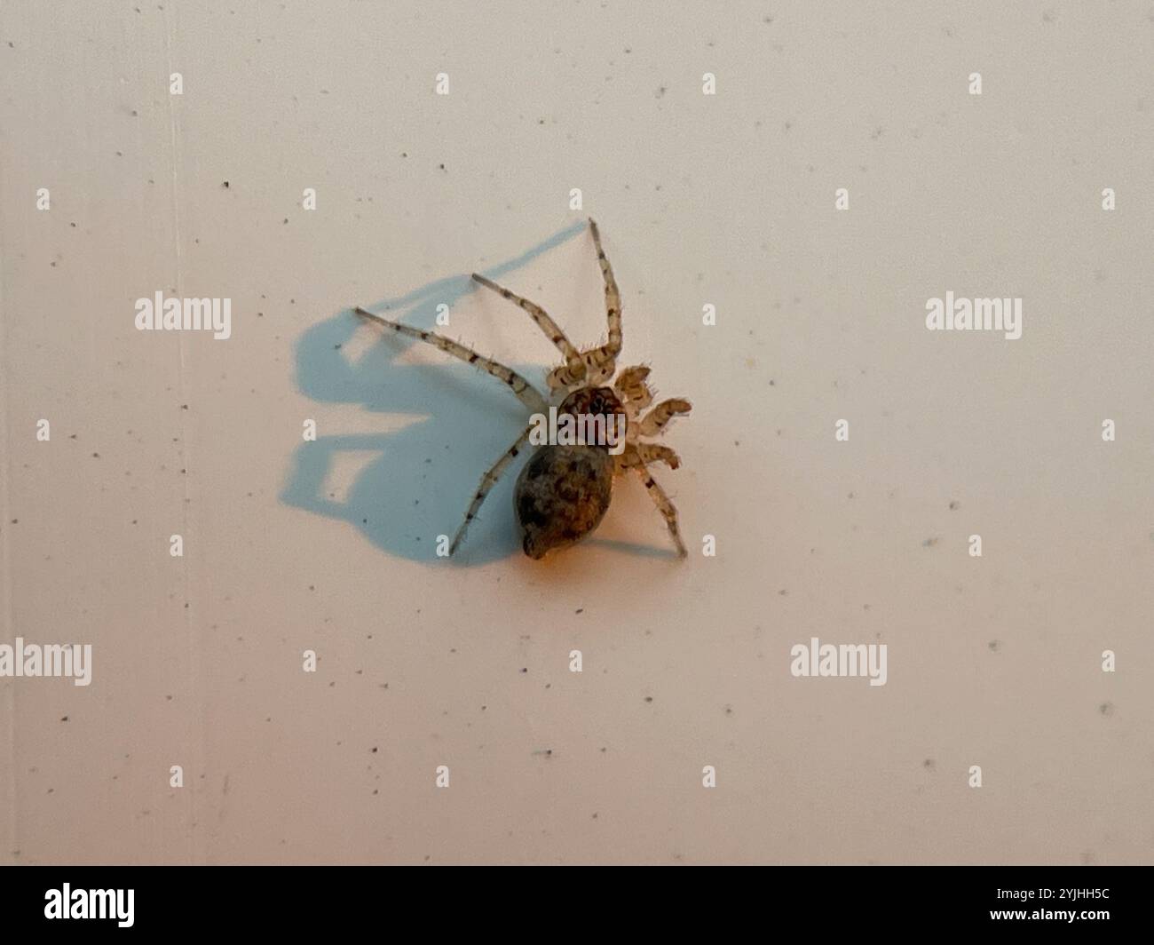 Wall Spiders (Oecobius Stock Photo - Alamy