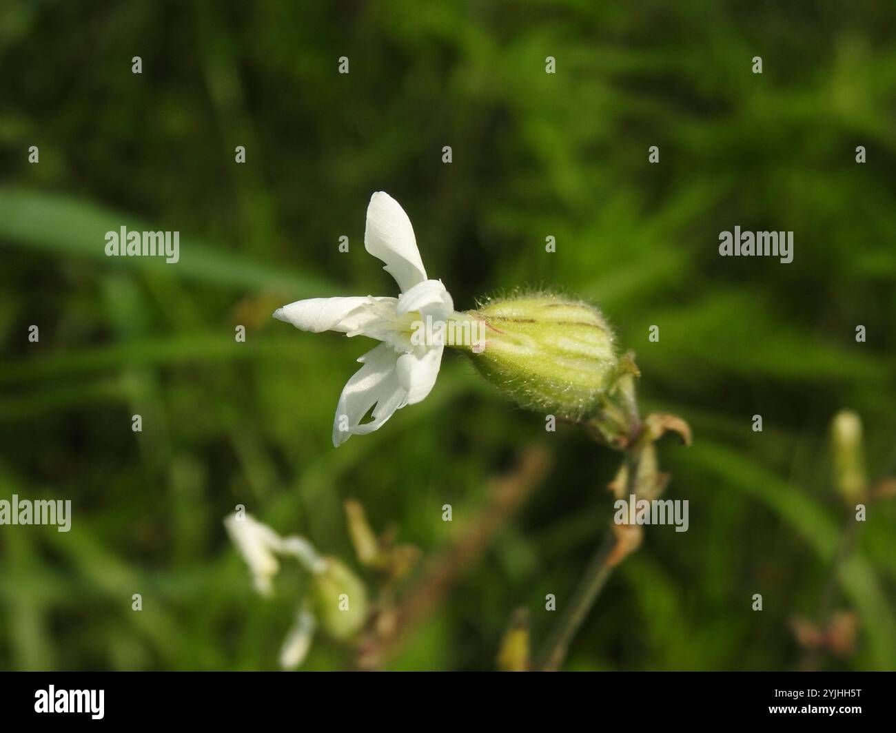 white campion (Silene latifolia Stock Photo - Alamy