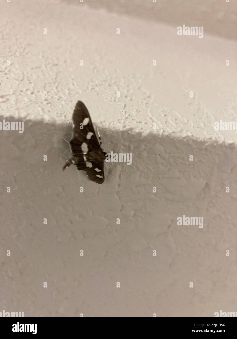 Grape Leaffolder Moth (Desmia funeralis Stock Photo - Alamy