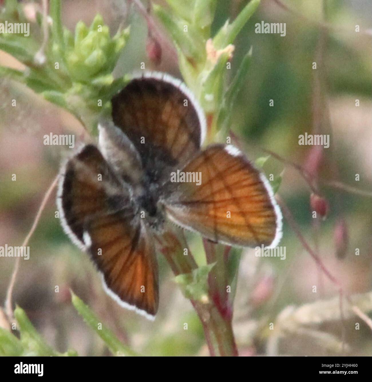 Western Pygmy-Blue (Brephidium exilis Stock Photo - Alamy