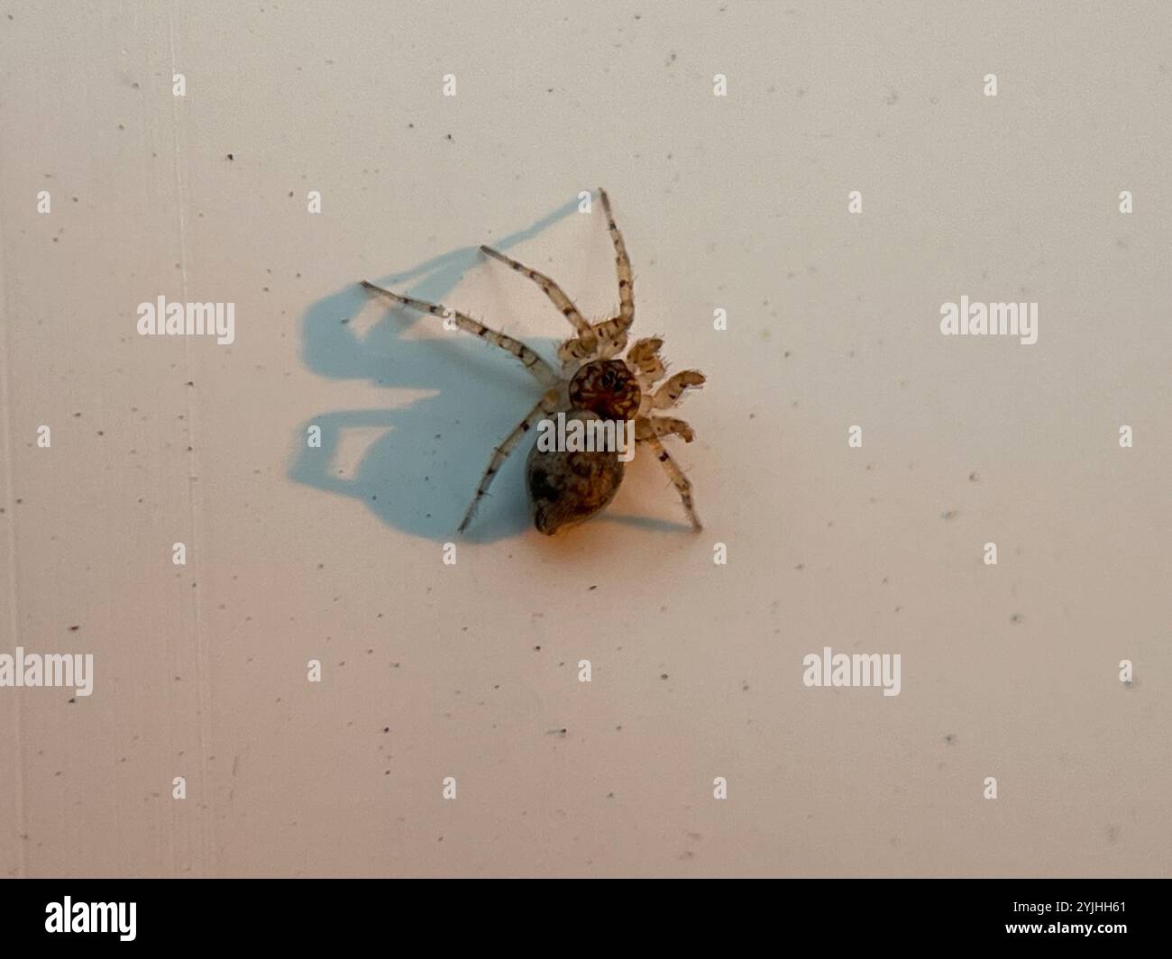 Wall Spiders (Oecobius Stock Photo - Alamy