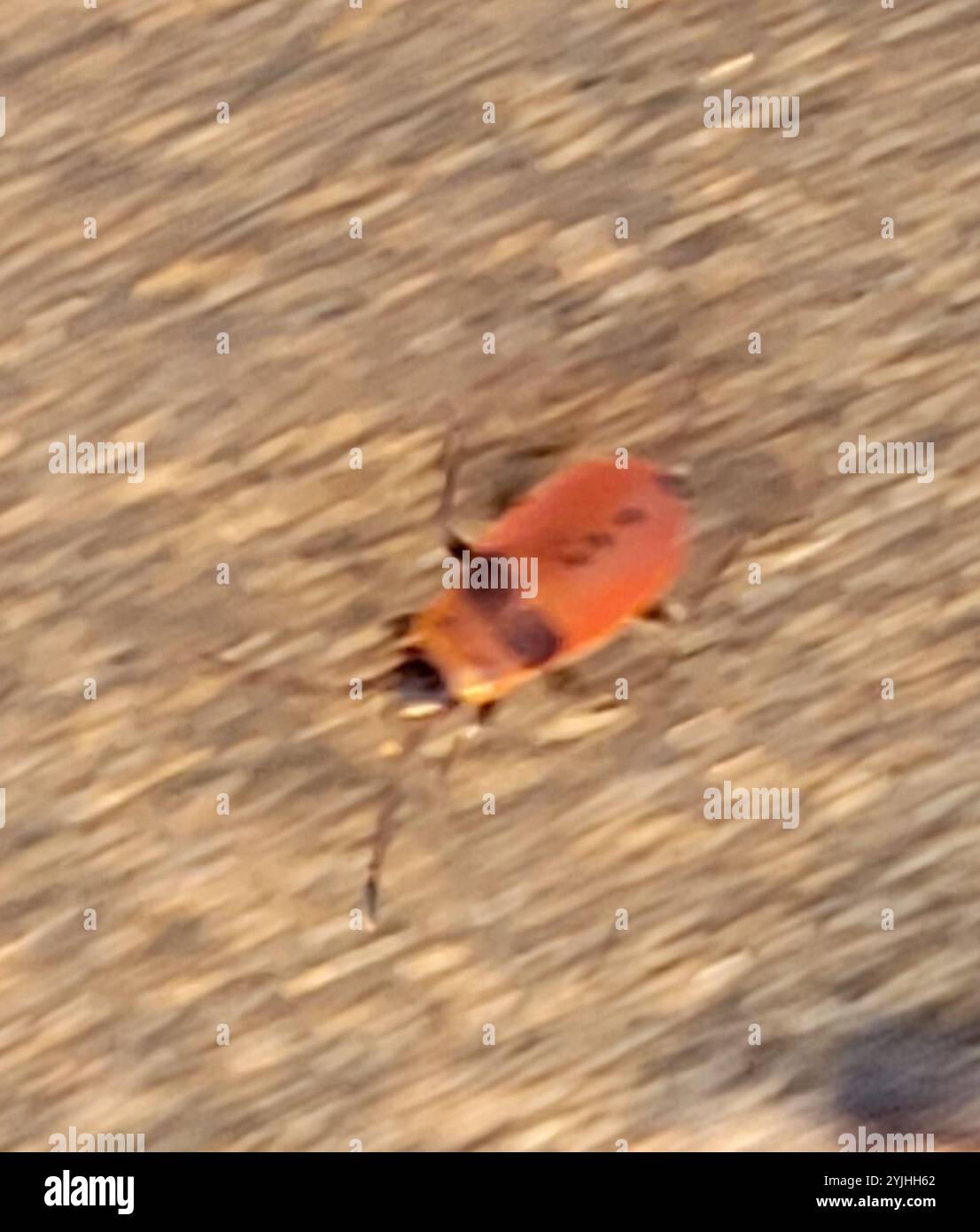 Mediterranean red bug (Scantius aegyptius Stock Photo - Alamy