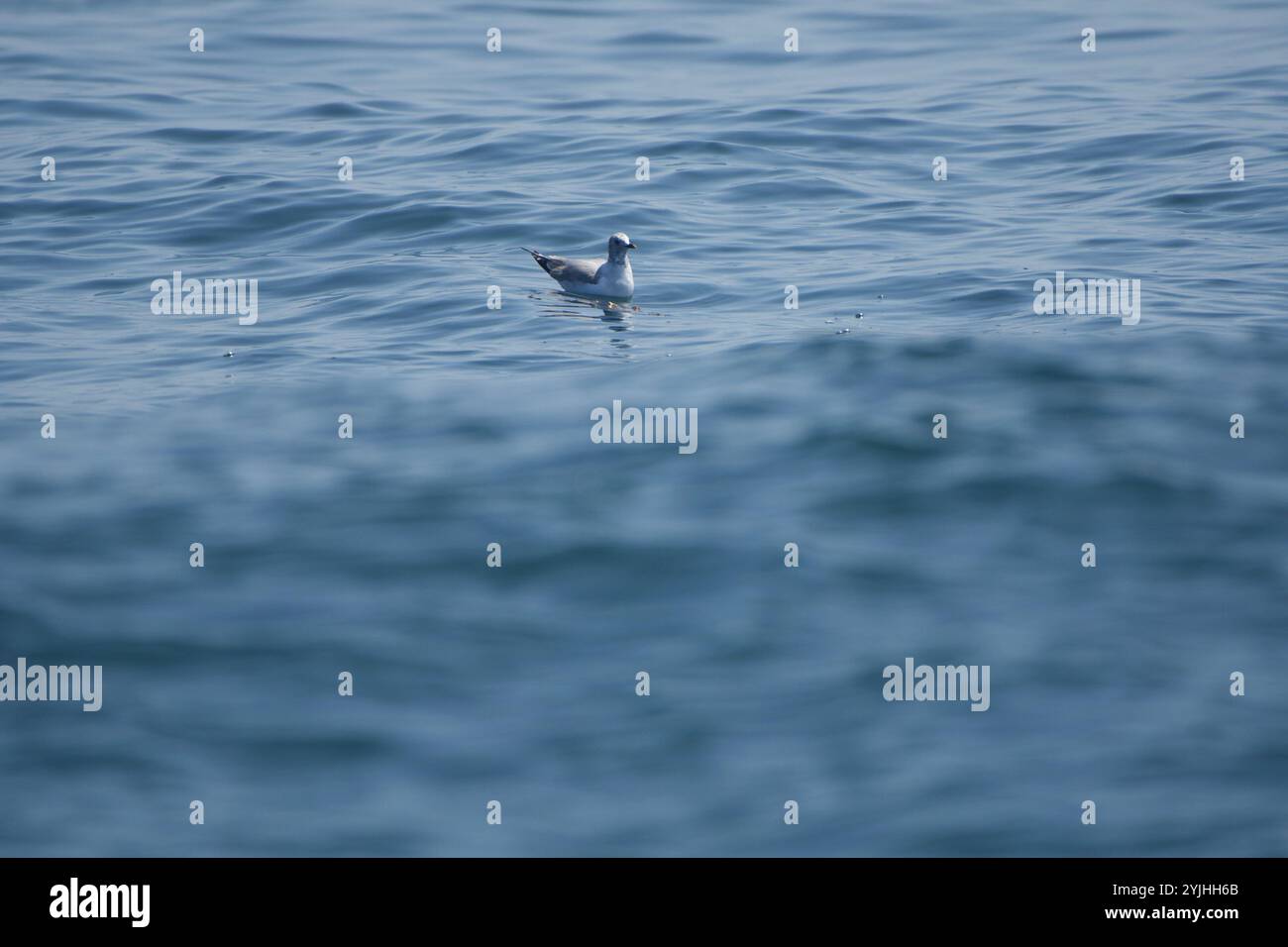 Sabine's Gull (Xema sabini Stock Photo - Alamy