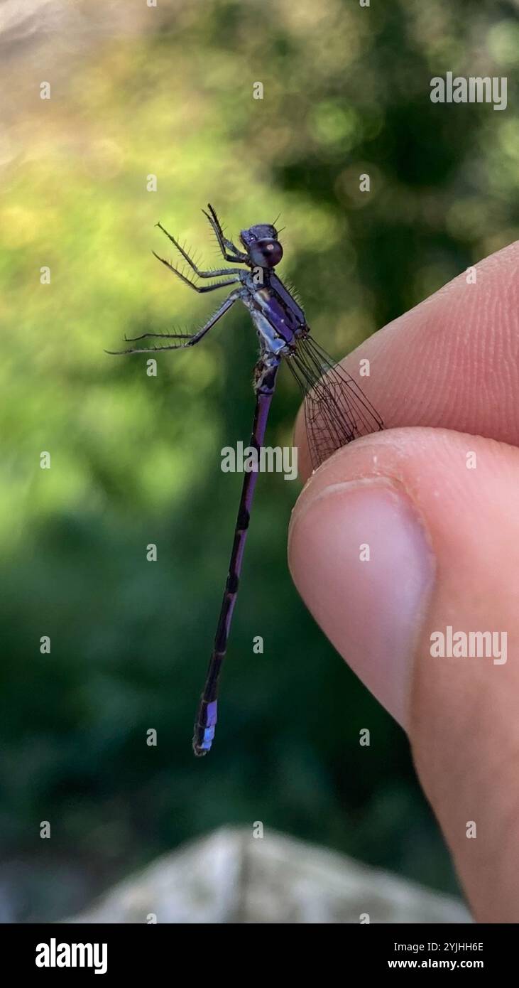 Variable Dancer (Argia fumipennis Stock Photo - Alamy