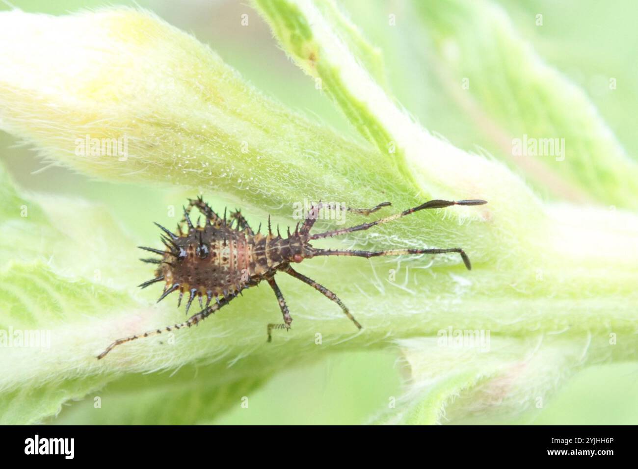 Helmeted Squash Bug (Euthochtha galeator Stock Photo - Alamy