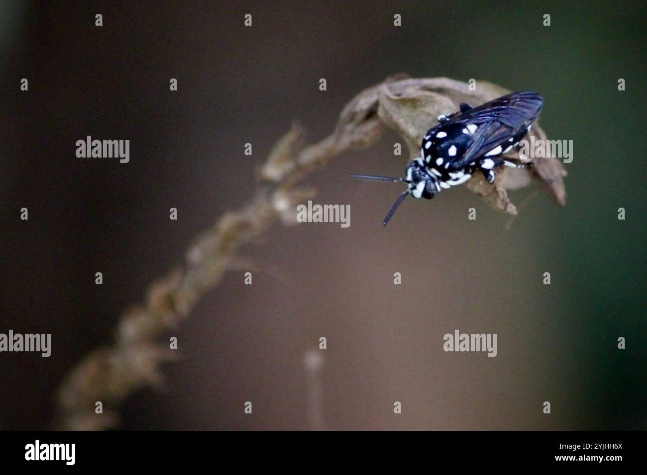 Cloak-and-Dagger Bees (Thyreus Stock Photo - Alamy