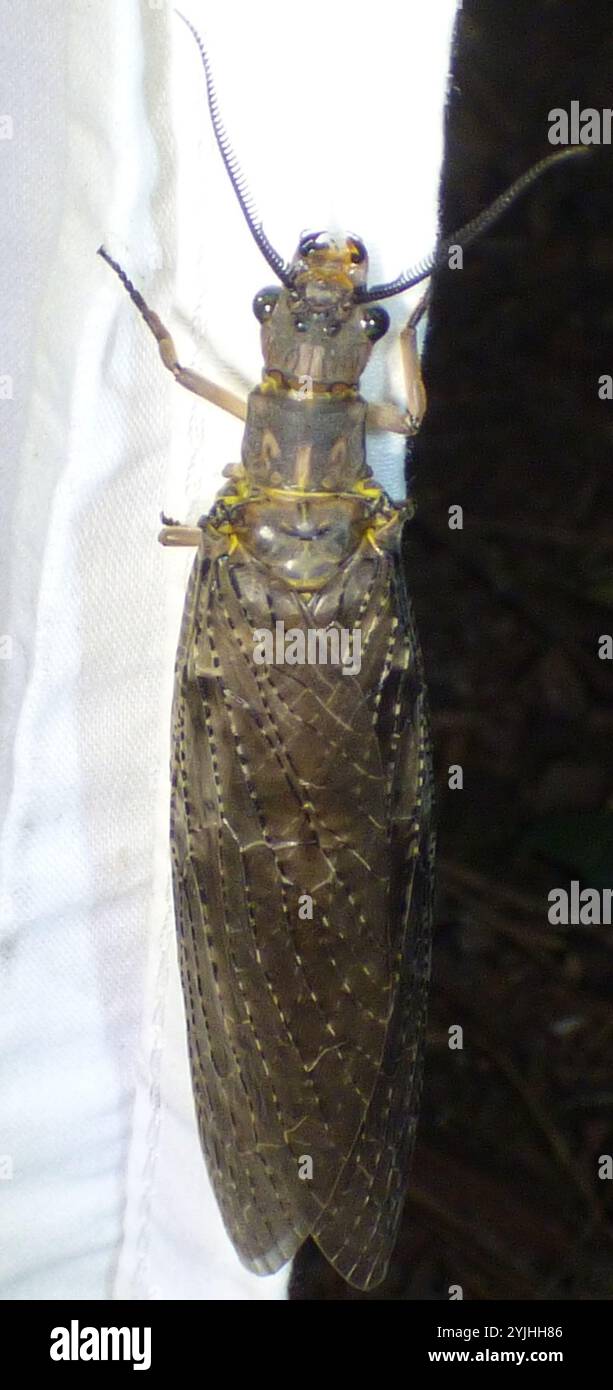 Summer fishfly hi-res stock photography and images - Alamy