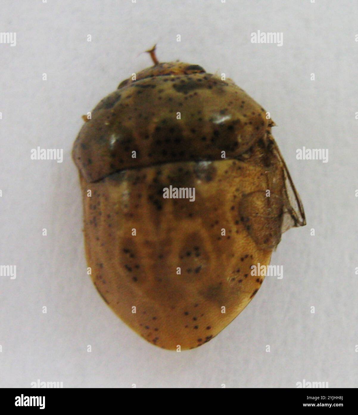 Sphaerocoris hi-res stock photography and images - Alamy