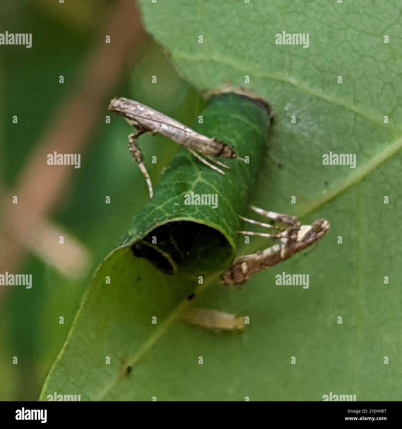 Chinese Tallow Leaf Miner (Caloptilia triadicae Stock Photo - Alamy