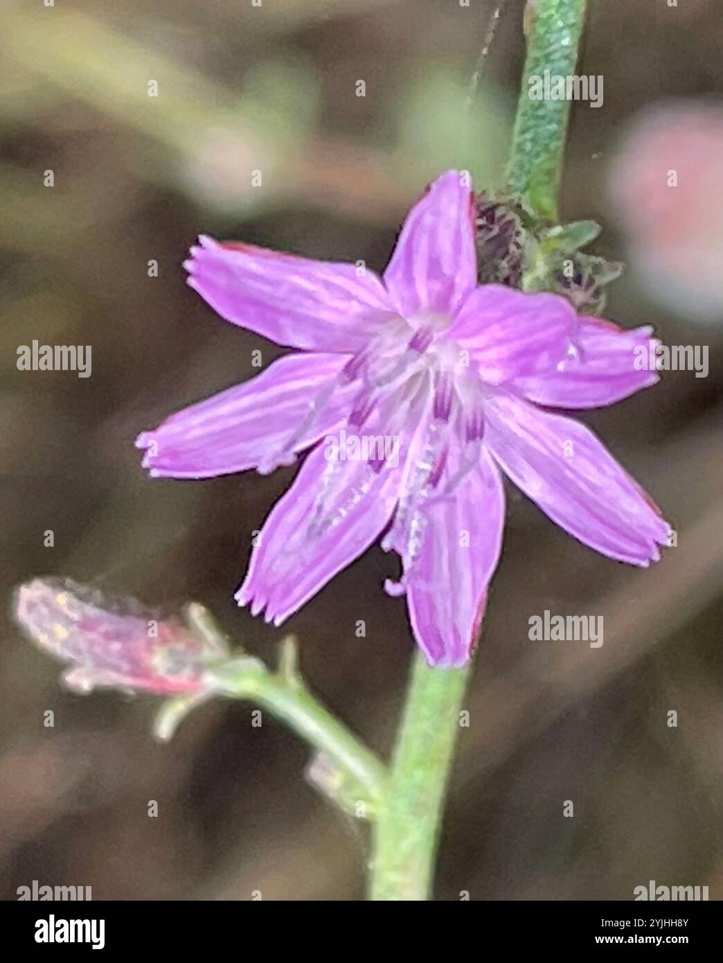 Santa Barbara Wirelettuce (Stephanomeria elata Stock Photo - Alamy