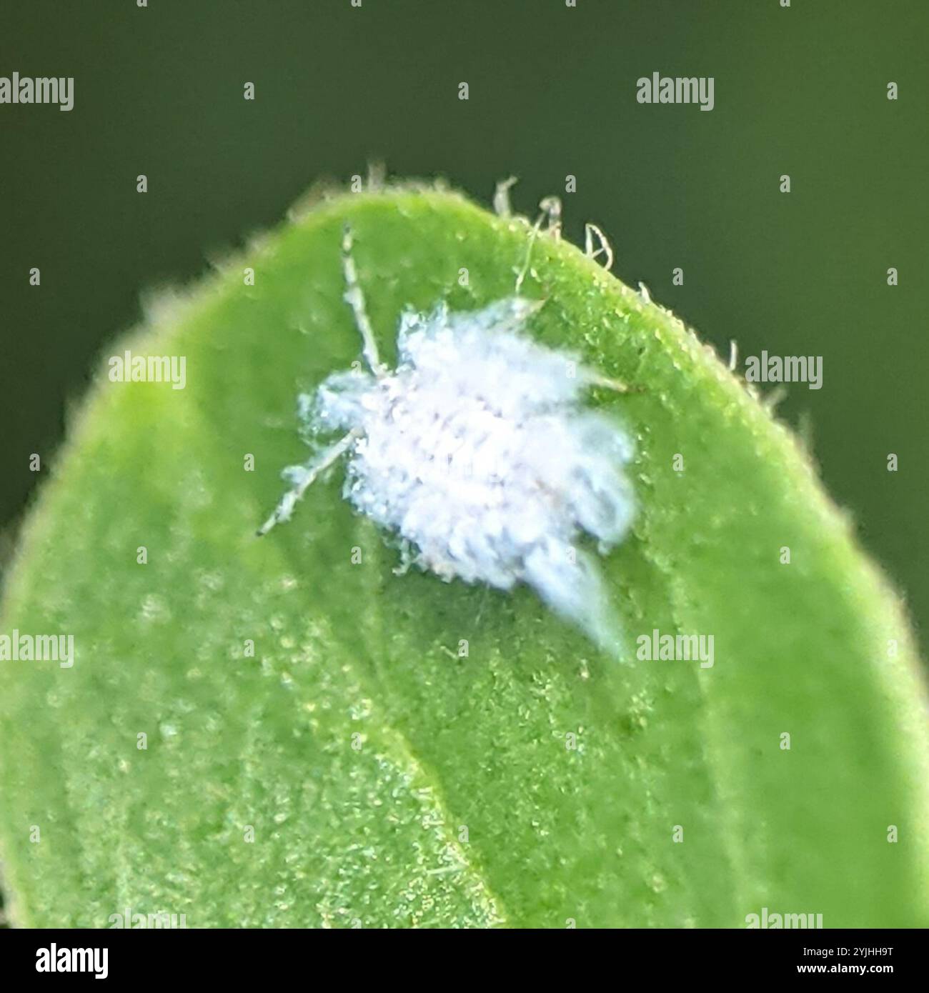 Asian Woolly Hackberry Aphid (Shivaphis celti Stock Photo - Alamy