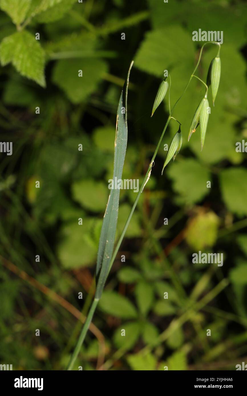 Common Oat (Avena sativa Stock Photo - Alamy