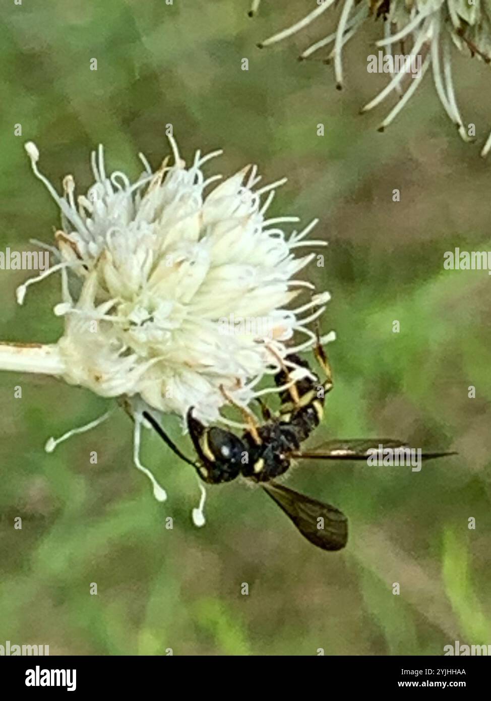 Typical Weevil Wasps and Allies (Cerceris Stock Photo - Alamy