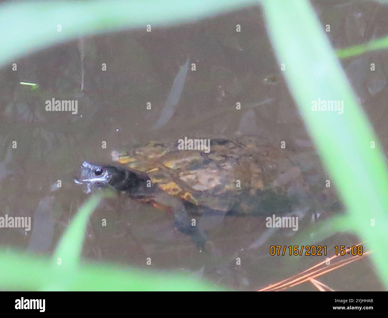 Pond Slider (Trachemys scripta Stock Photo - Alamy