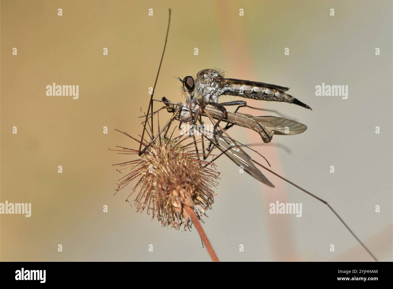Willistoni hi-res stock photography and images - Alamy