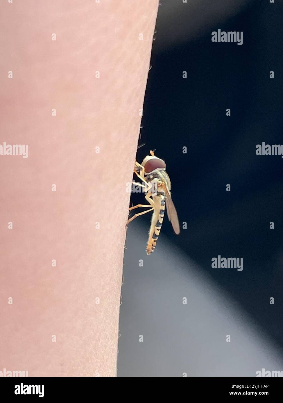 Maize Calligrapher (Toxomerus politus Stock Photo - Alamy