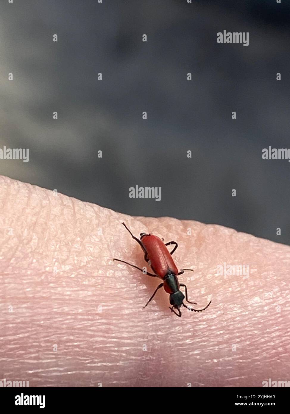Red Malachite Beetle (Anthocomus rufus Stock Photo - Alamy