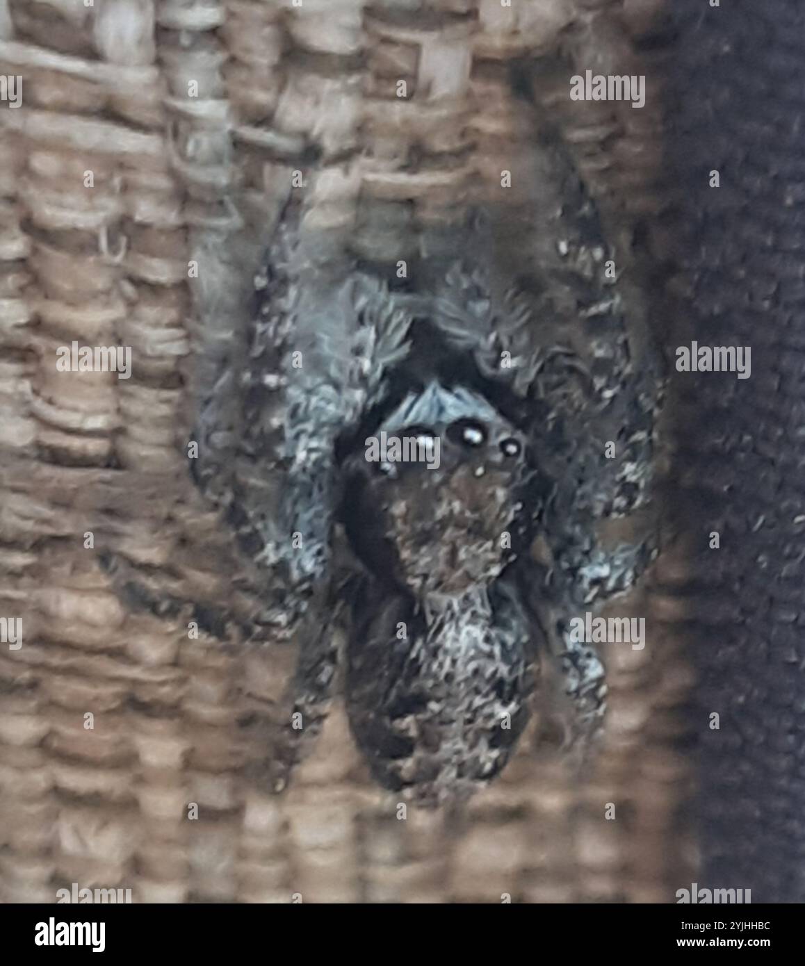 California Flattened Jumping Spider (Platycryptus californicus Stock ...