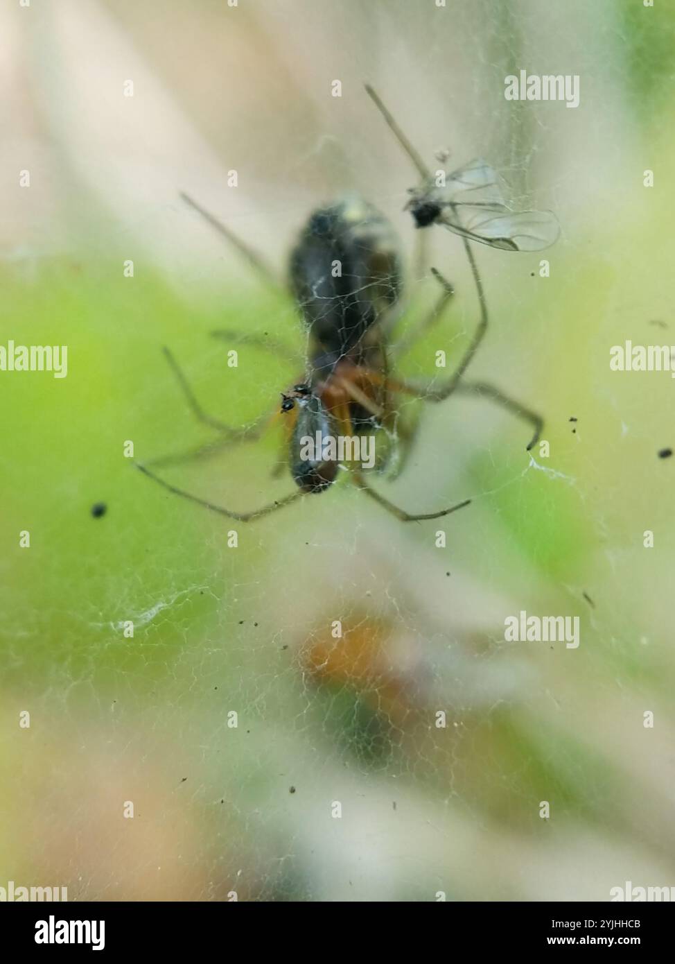 Bowl-and-doily Spider (Frontinella pyramitela Stock Photo - Alamy