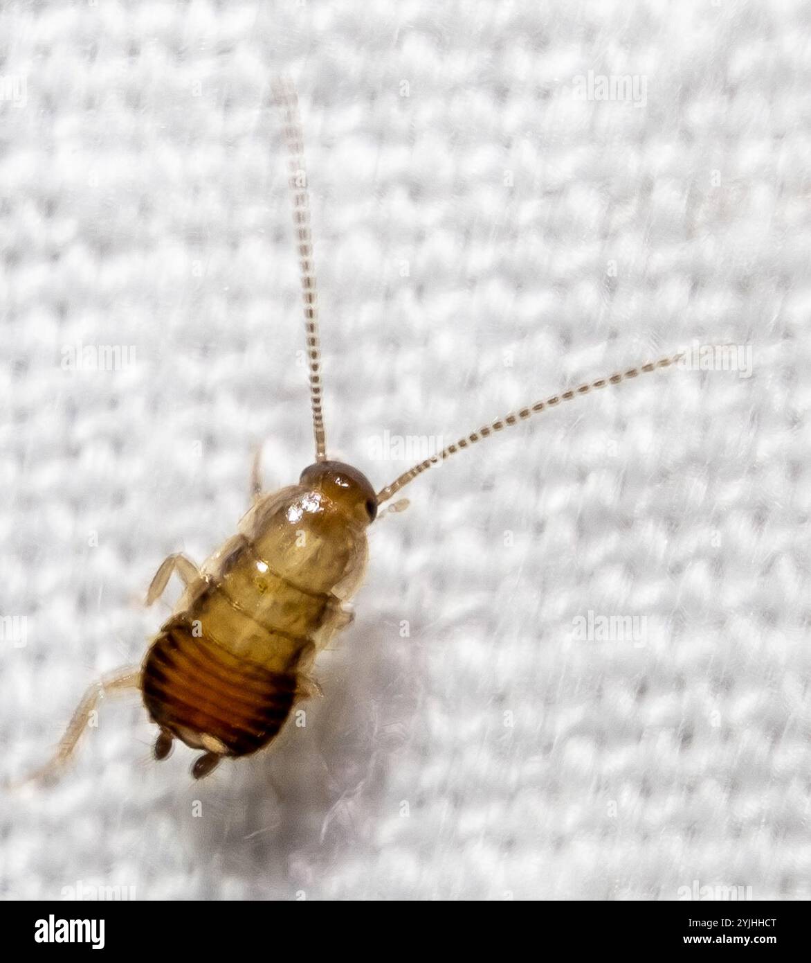 Cockroaches and Termites (Blattodea Stock Photo - Alamy