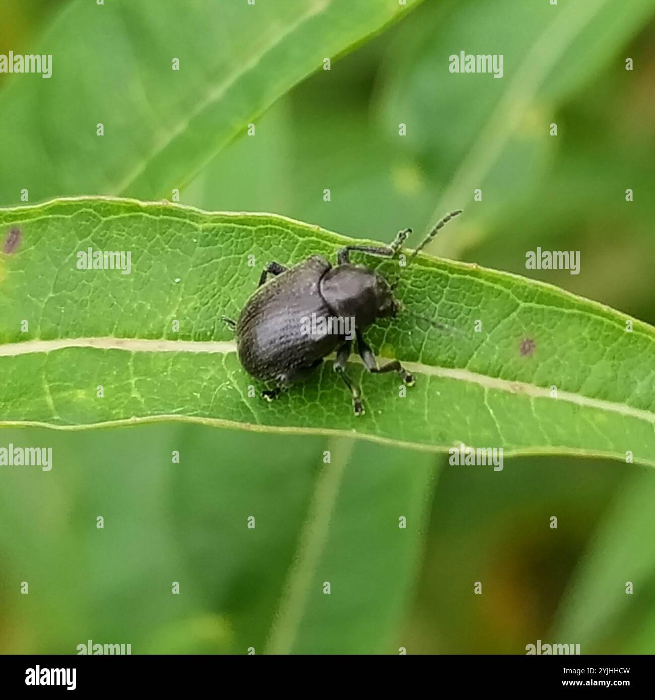 Western Grape Rootworm (Bromius obscurus Stock Photo - Alamy