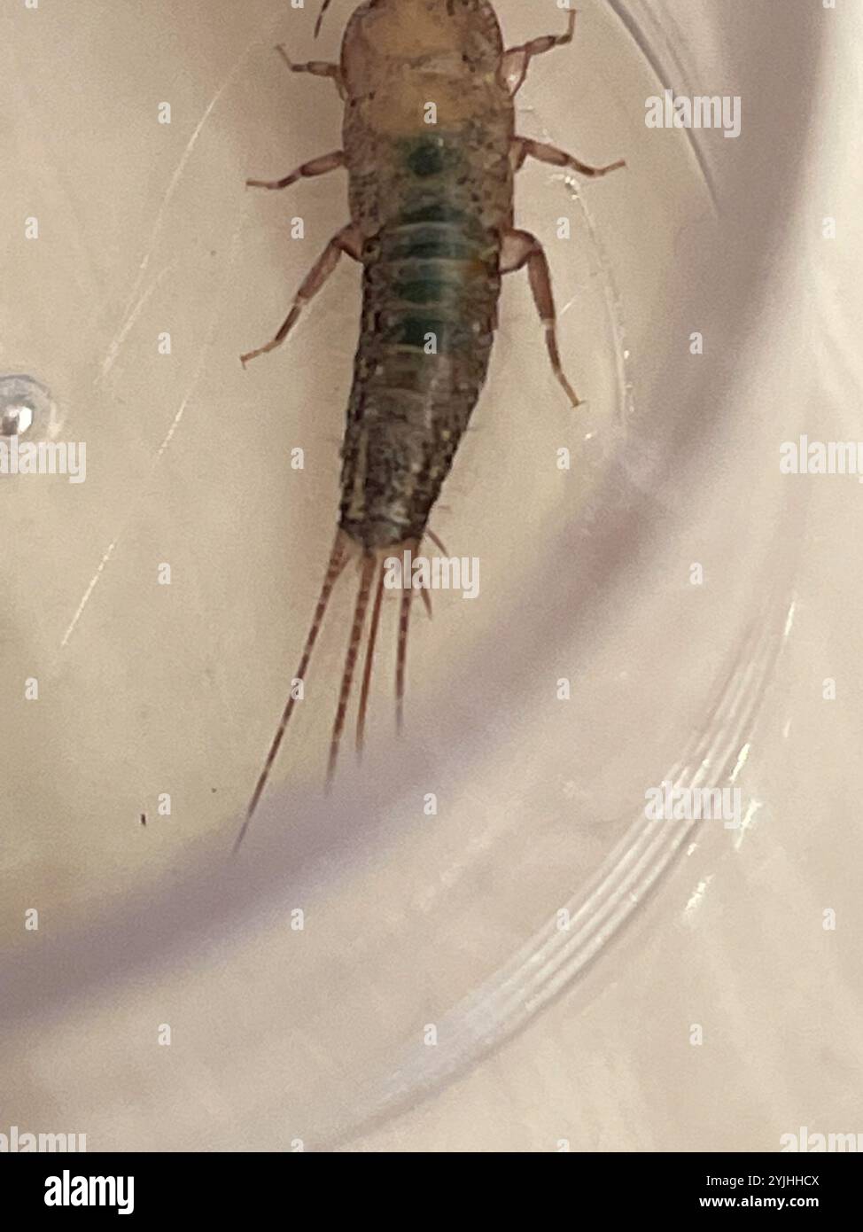 Ctenolepisma lineatum hi-res stock photography and images - Alamy