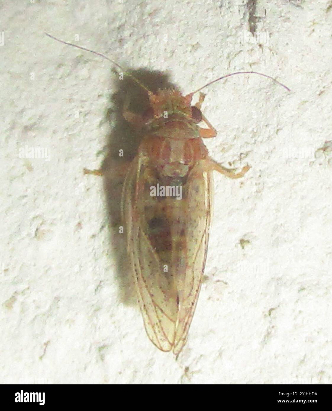 jumping plant lice (Psyllidae Stock Photo - Alamy jumping plant lice (Psyllidae Stock Photo - Alamy