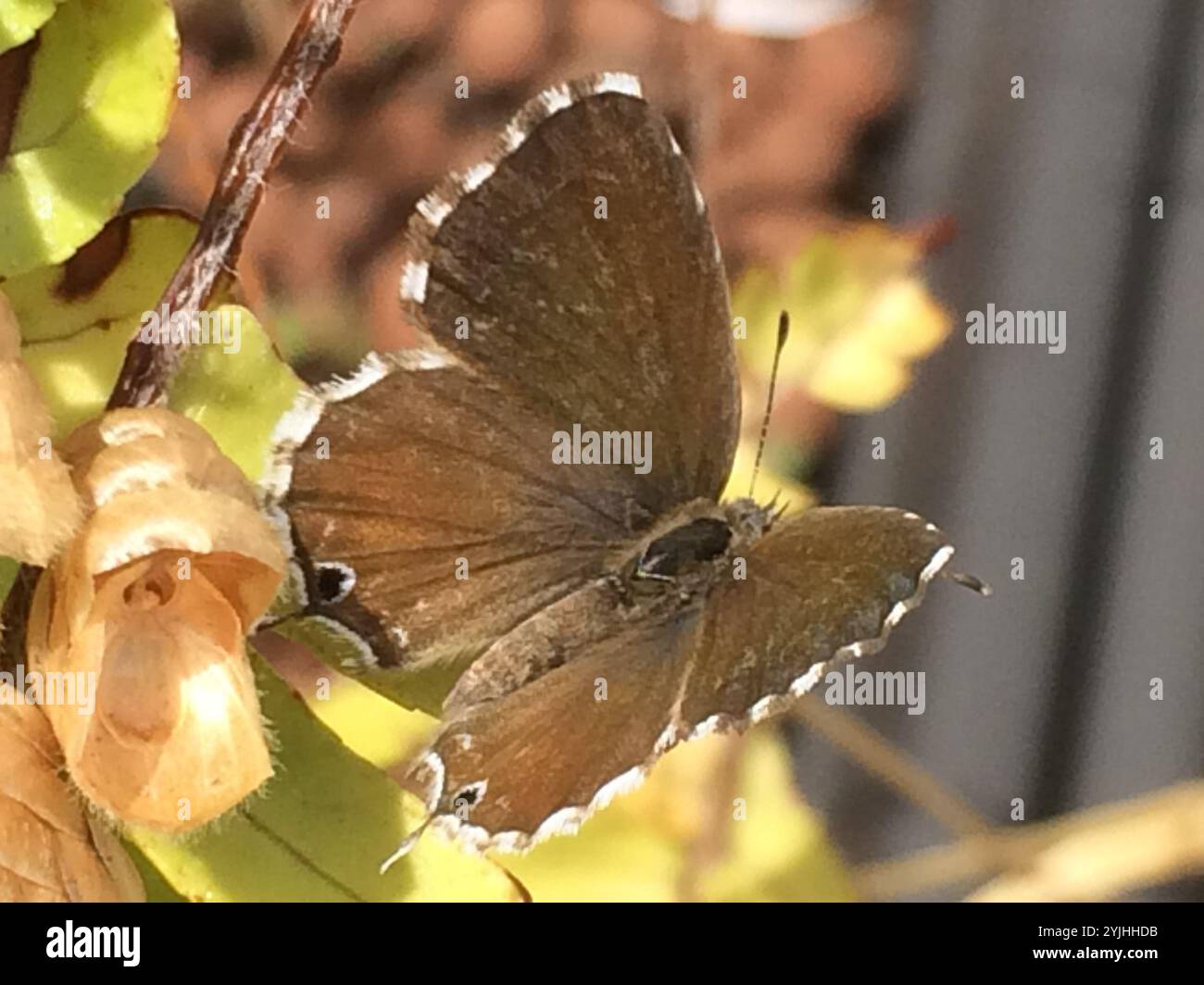 Common Geranium-bronze (Cacyreus marshalli Stock Photo - Alamy