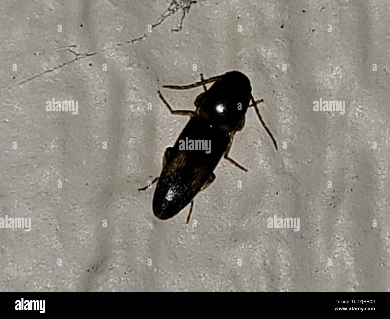 Monocrepidius hi-res stock photography and images - Alamy