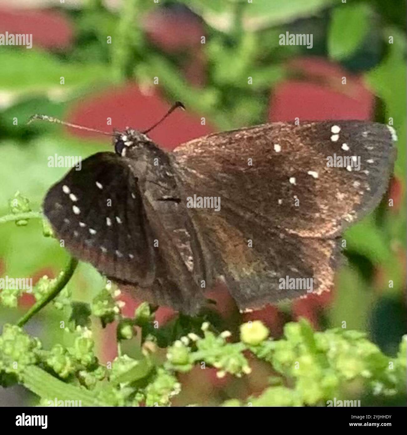 Common Sootywing (Pholisora catullus Stock Photo - Alamy
