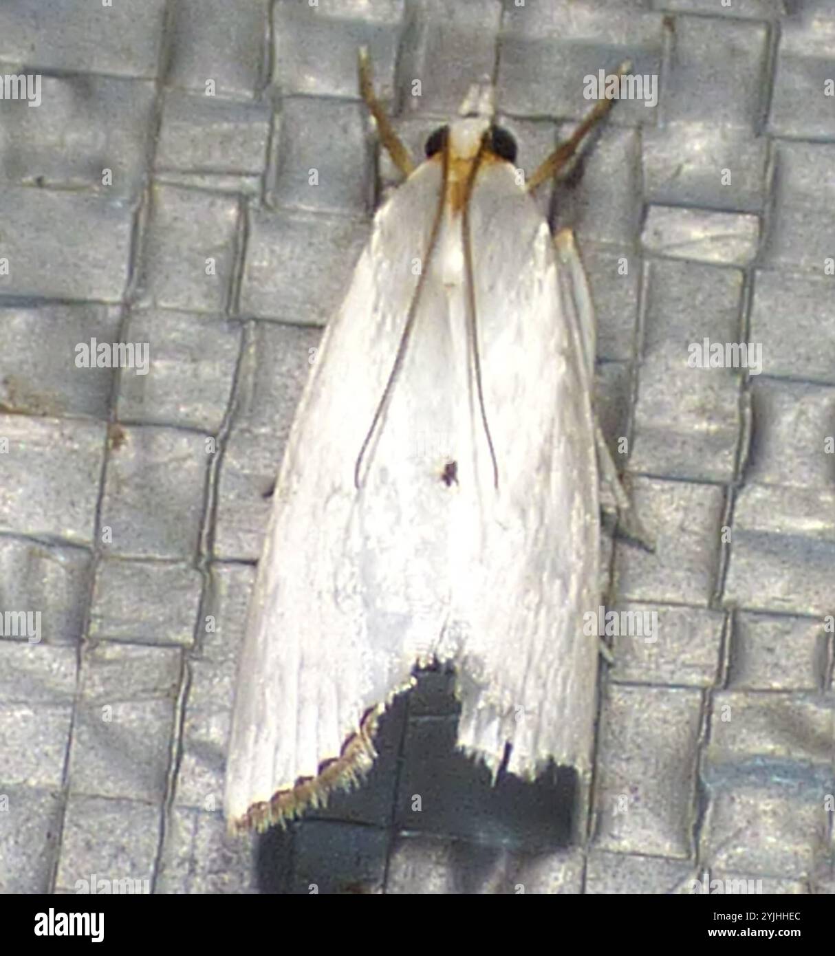 Snowy Urola Moth (Urola nivalis Stock Photo - Alamy
