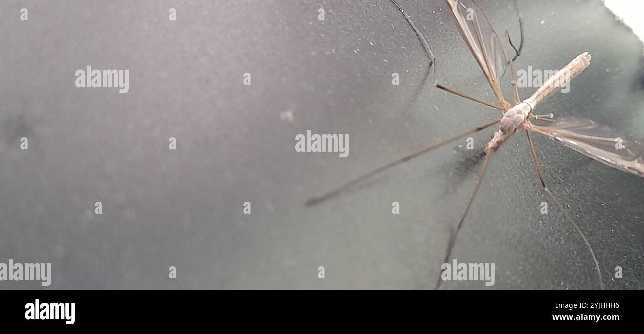 European Crane Fly (Tipula paludosa Stock Photo - Alamy