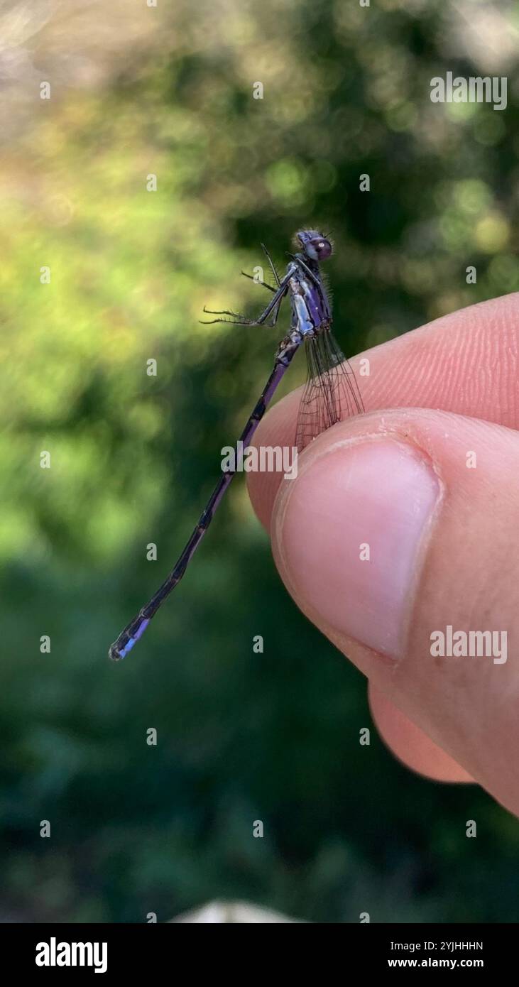 Variable Dancer (Argia fumipennis Stock Photo - Alamy