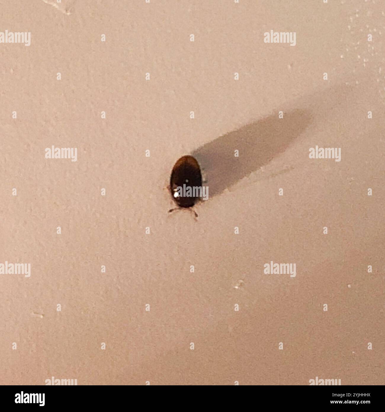 Lady, Fungus, Scavenger, and Bark Beetles (Coccinelloidea Stock Photo ...