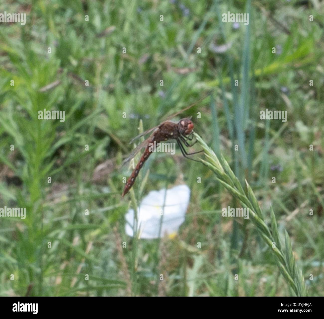 Variegated Meadowhawk (Sympetrum corruptum Stock Photo - Alamy