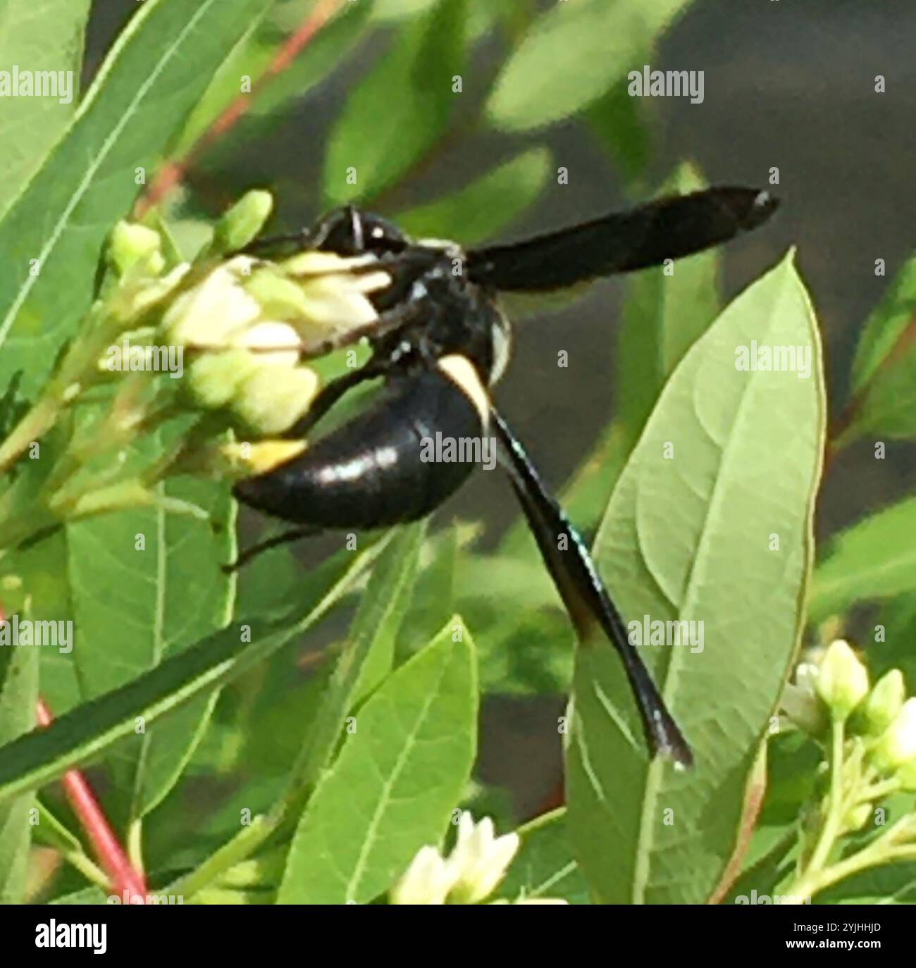Four-toothed Mason Wasp (Monobia quadridens Stock Photo - Alamy