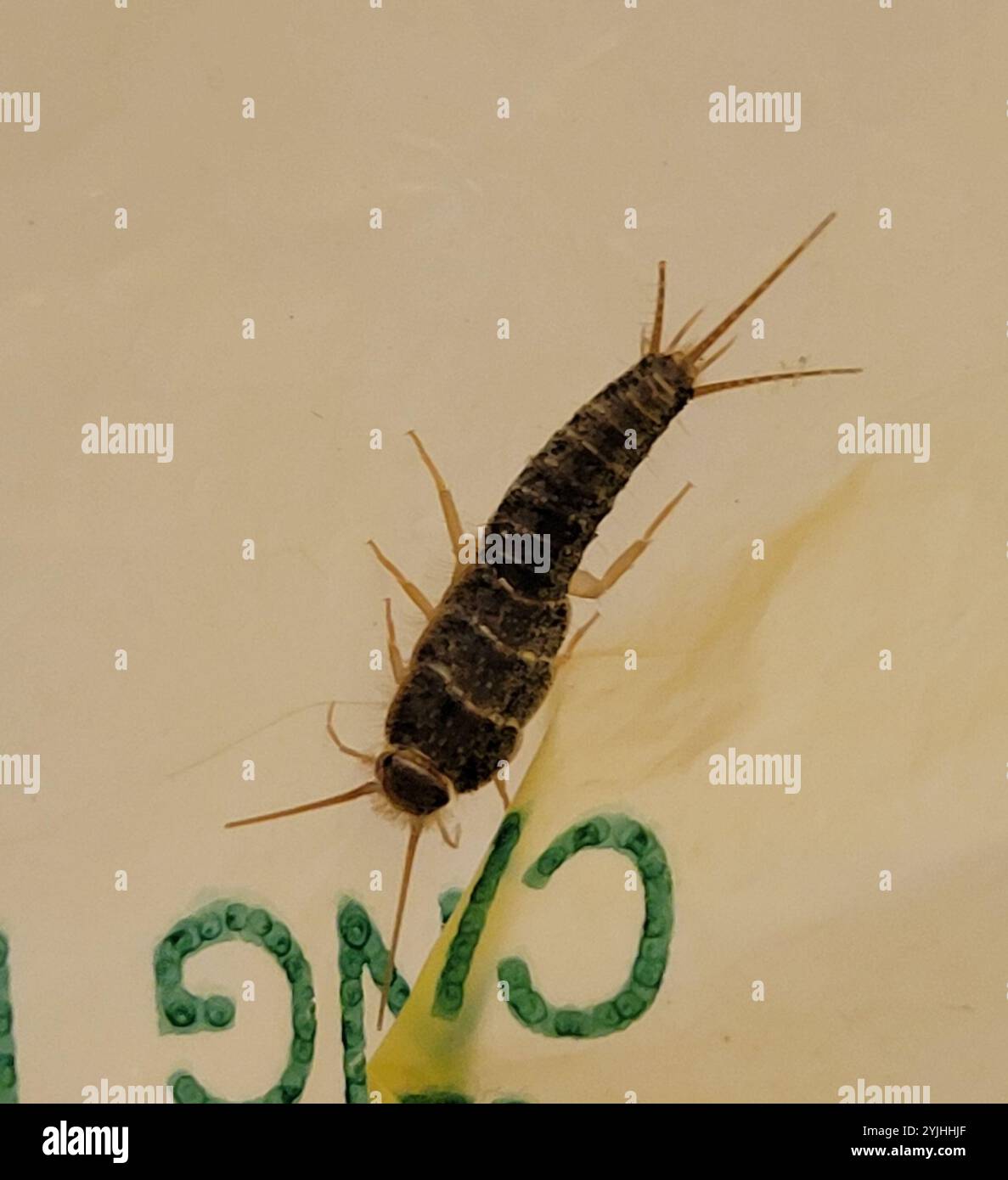 Long tailed silverfish hi-res stock photography and images - Alamy