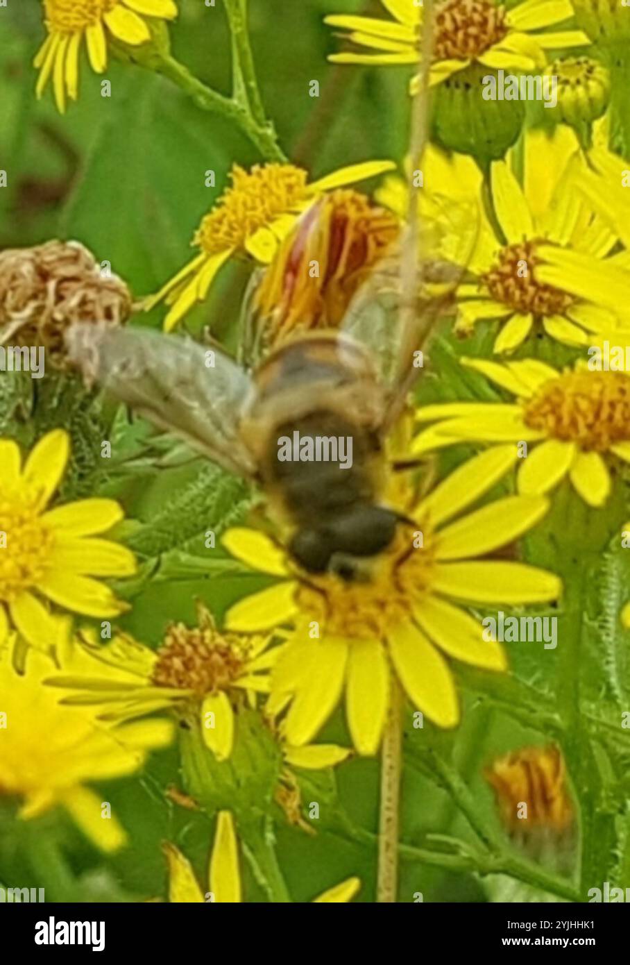 Common Drone Fly (Eristalis tenax Stock Photo - Alamy