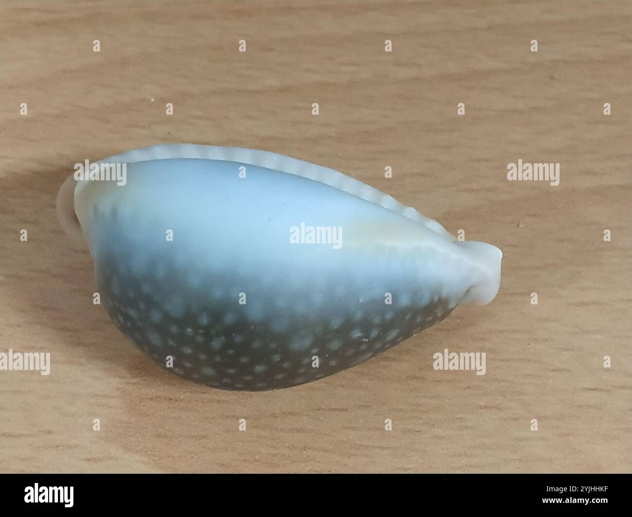 Naria miliaris hi-res stock photography and images - Alamy