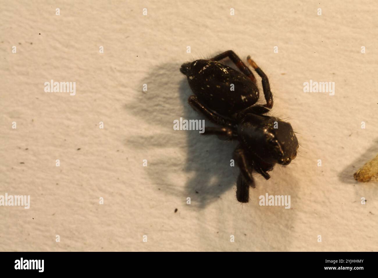 Typical Jumping Spiders (Salticinae Stock Photo - Alamy