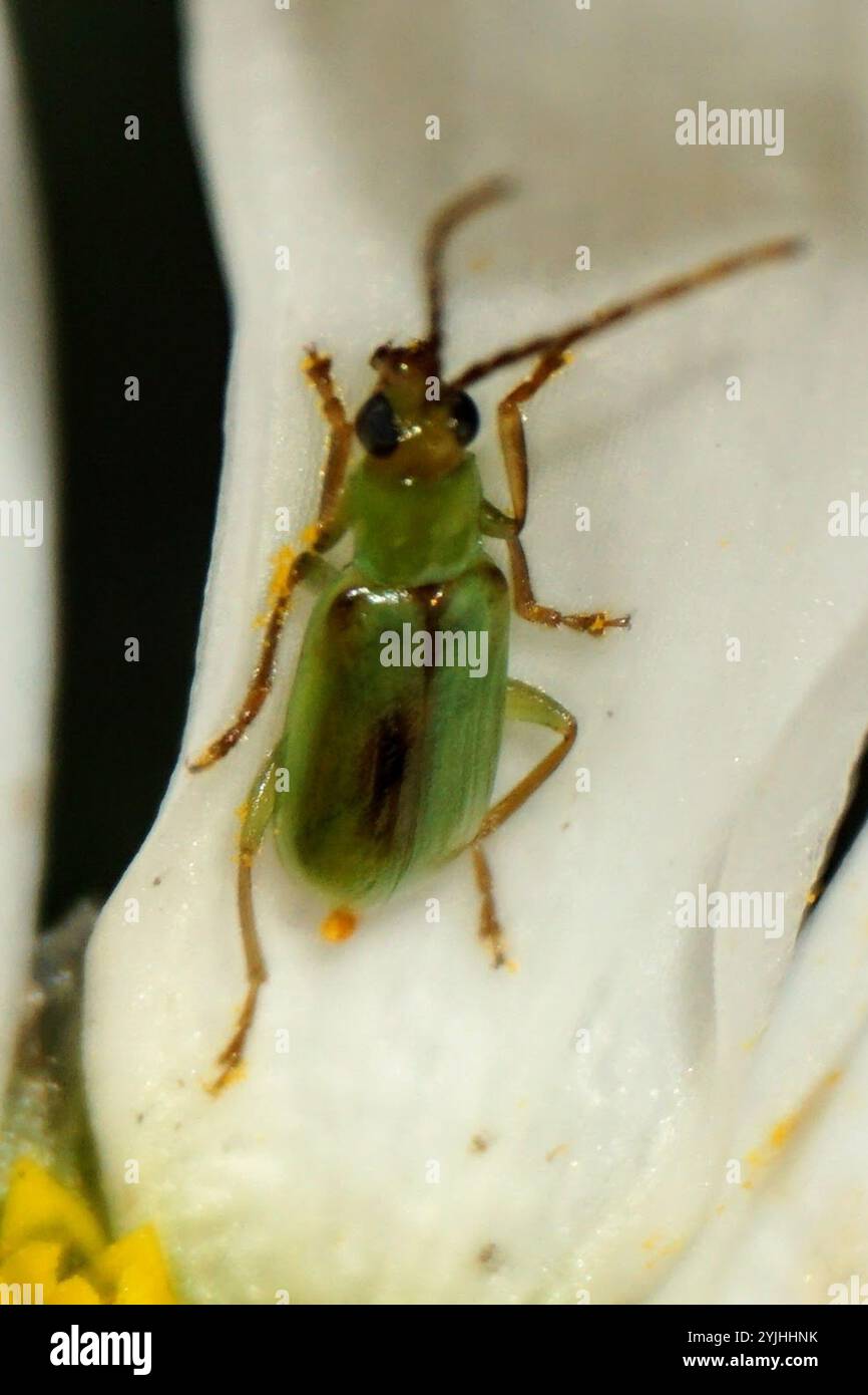 northern corn rootworm (Diabrotica barberi Stock Photo - Alamy