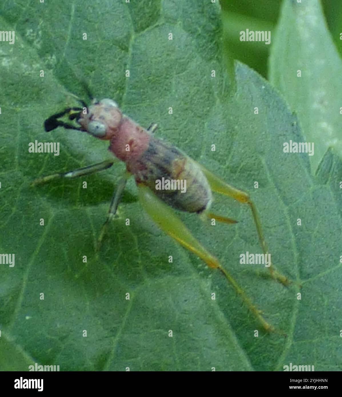 Red-headed Bush Cricket (Phyllopalpus pulchellus Stock Photo - Alamy
